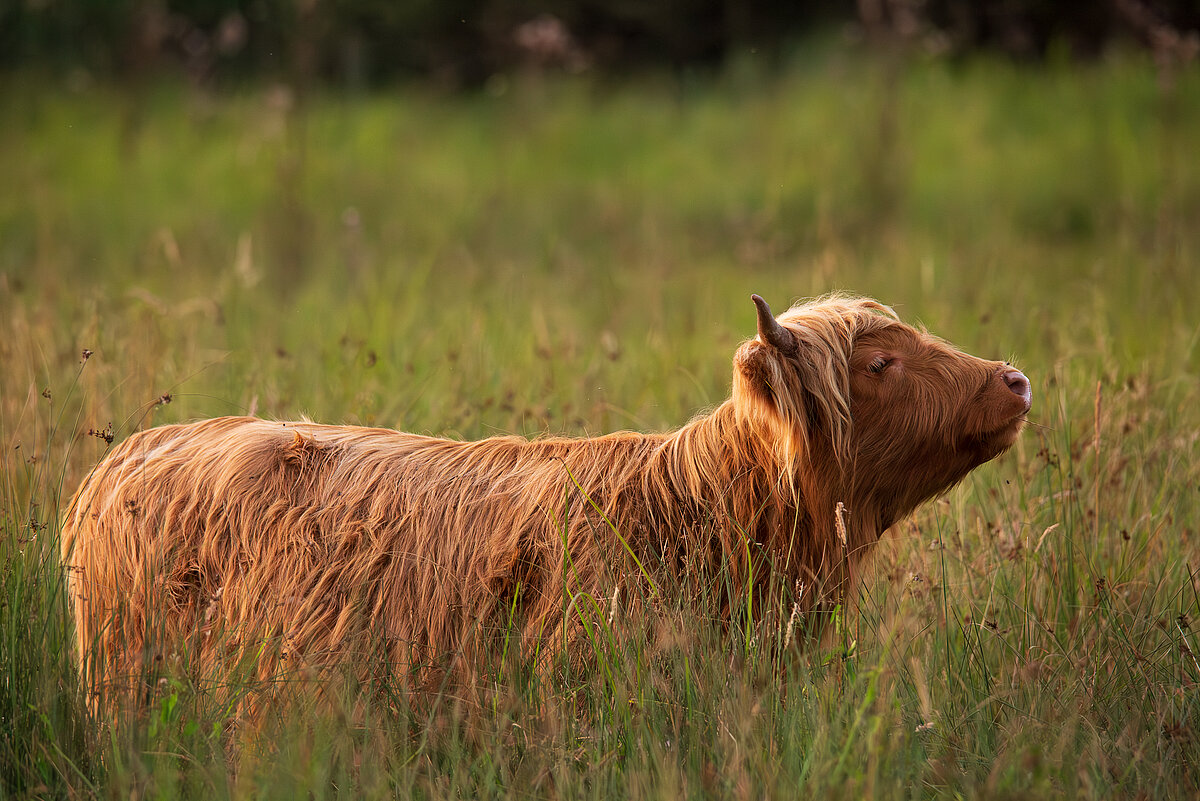 Eine kleine Geniesserin: so duftet der Sommer. Ein Schottisches ...