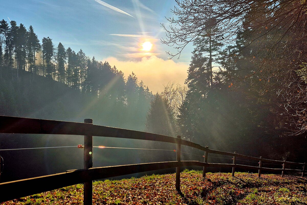 Mystische Nebelstimmung... - Willisauer Bote