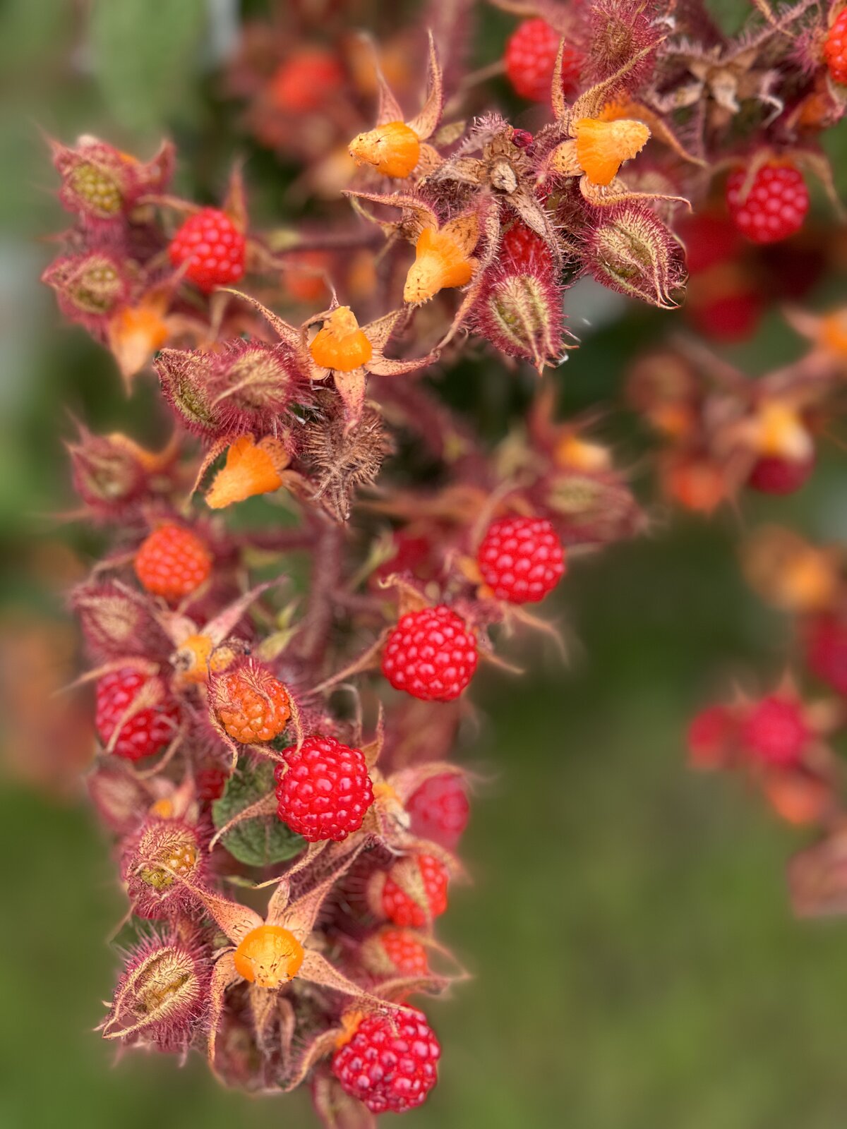 Jetzt sind sie reif,die feinen,süssen japanischen Weinbeeren ...