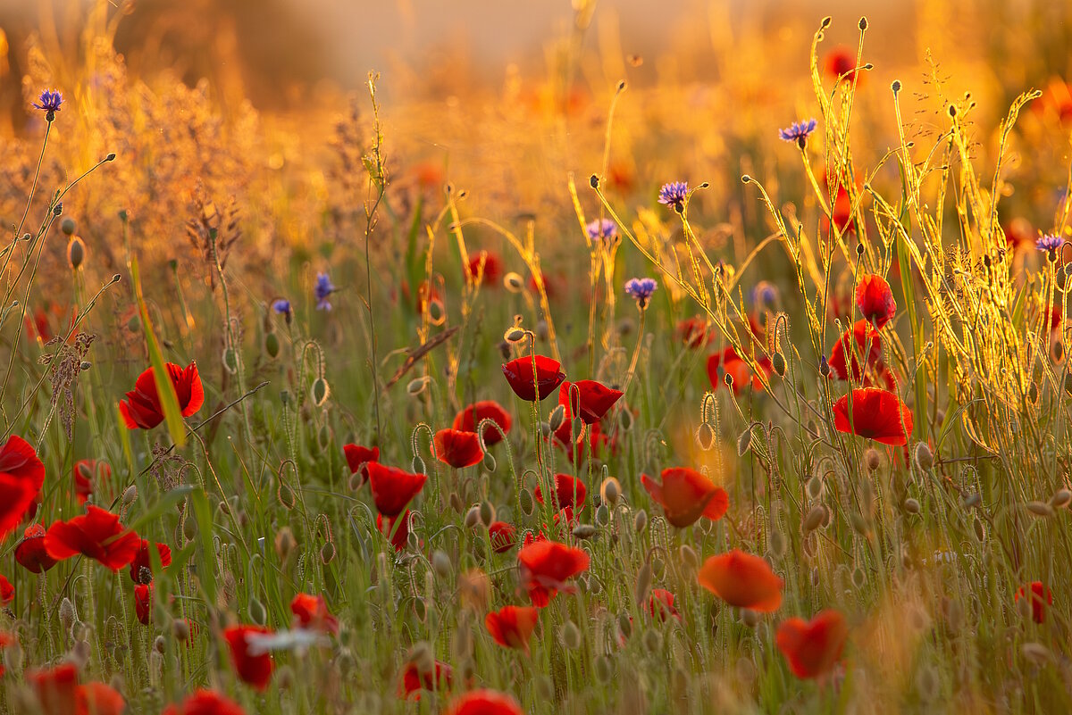 Die Mohnblumenwiese im Wauwilermoos .... - Willisauer Bote