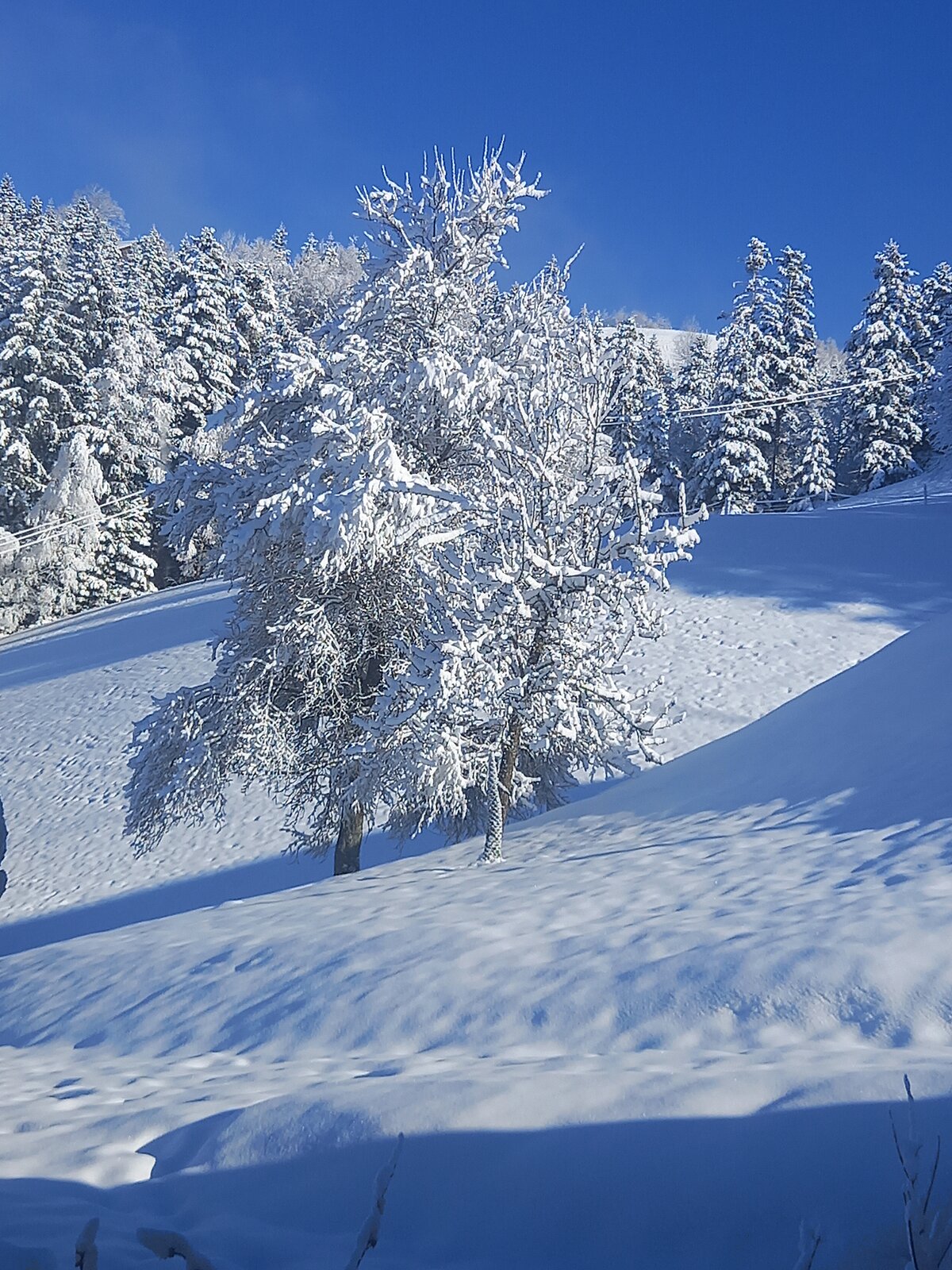 Winterparadies - Willisauer Bote
