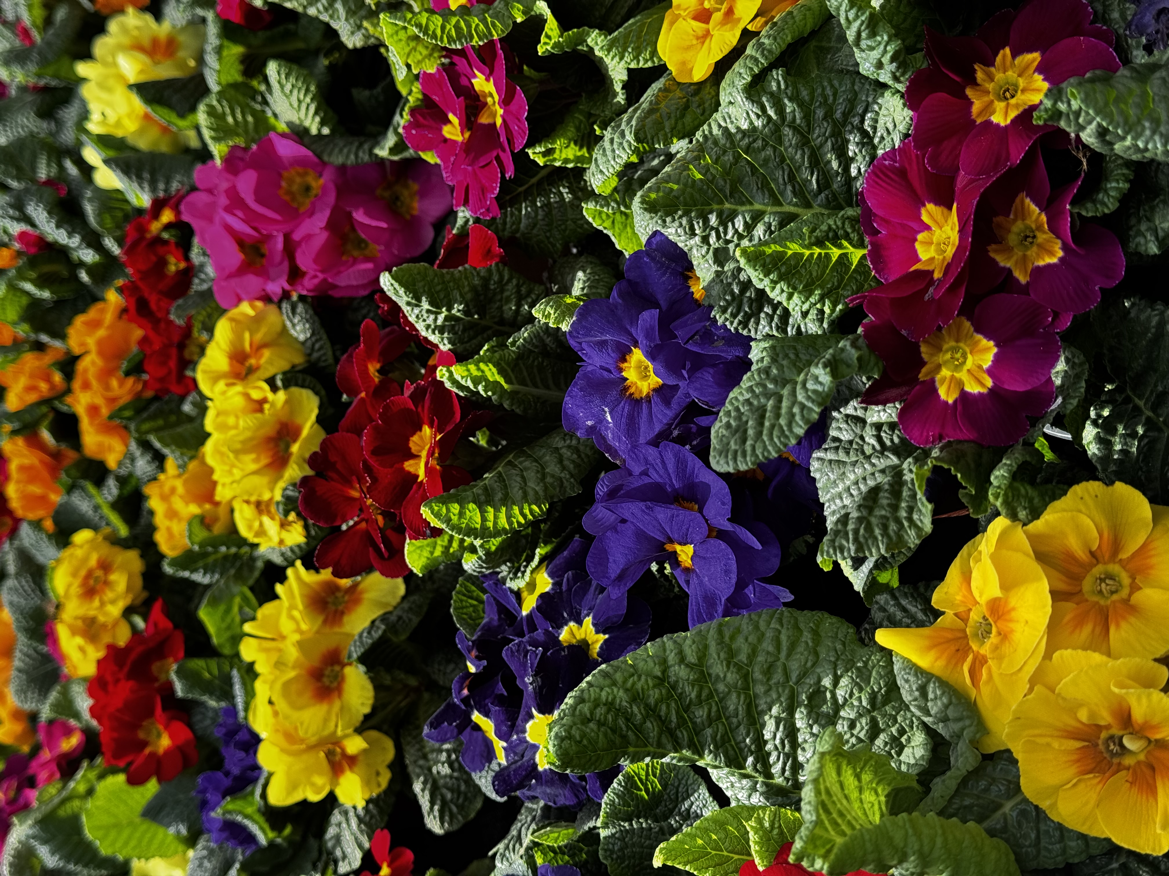 Regenbogenfarbige Primeli läuten den Frühling ein - Willisauer Bote