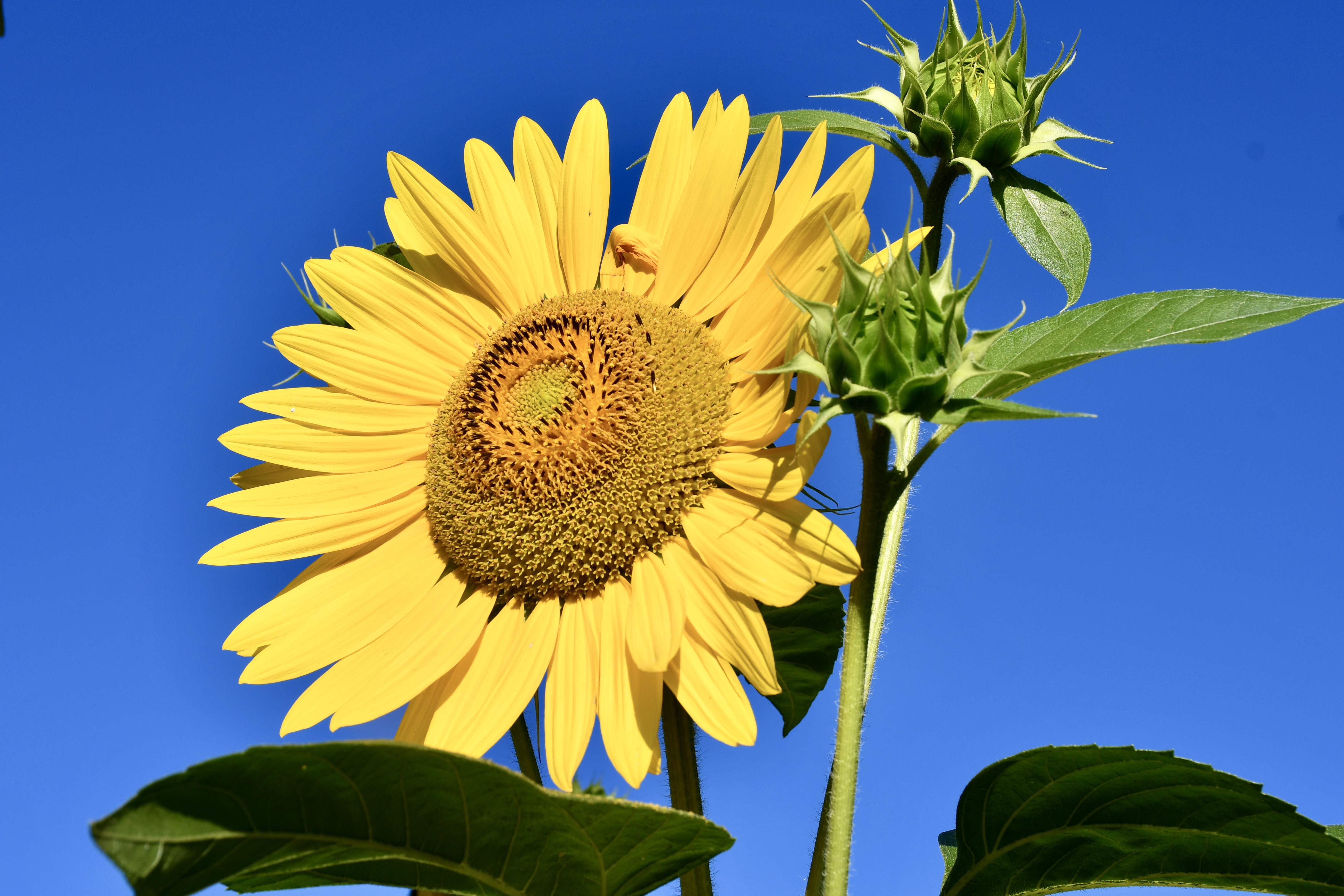 Die goldene Sonnenblumen strahlt der Morgensonne entgegen. - Willisauer ...